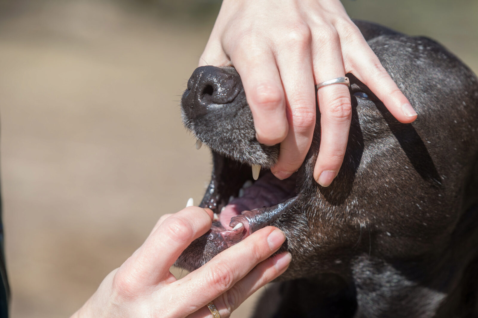 Dr. Barbara Weidinger - Für Kollegen