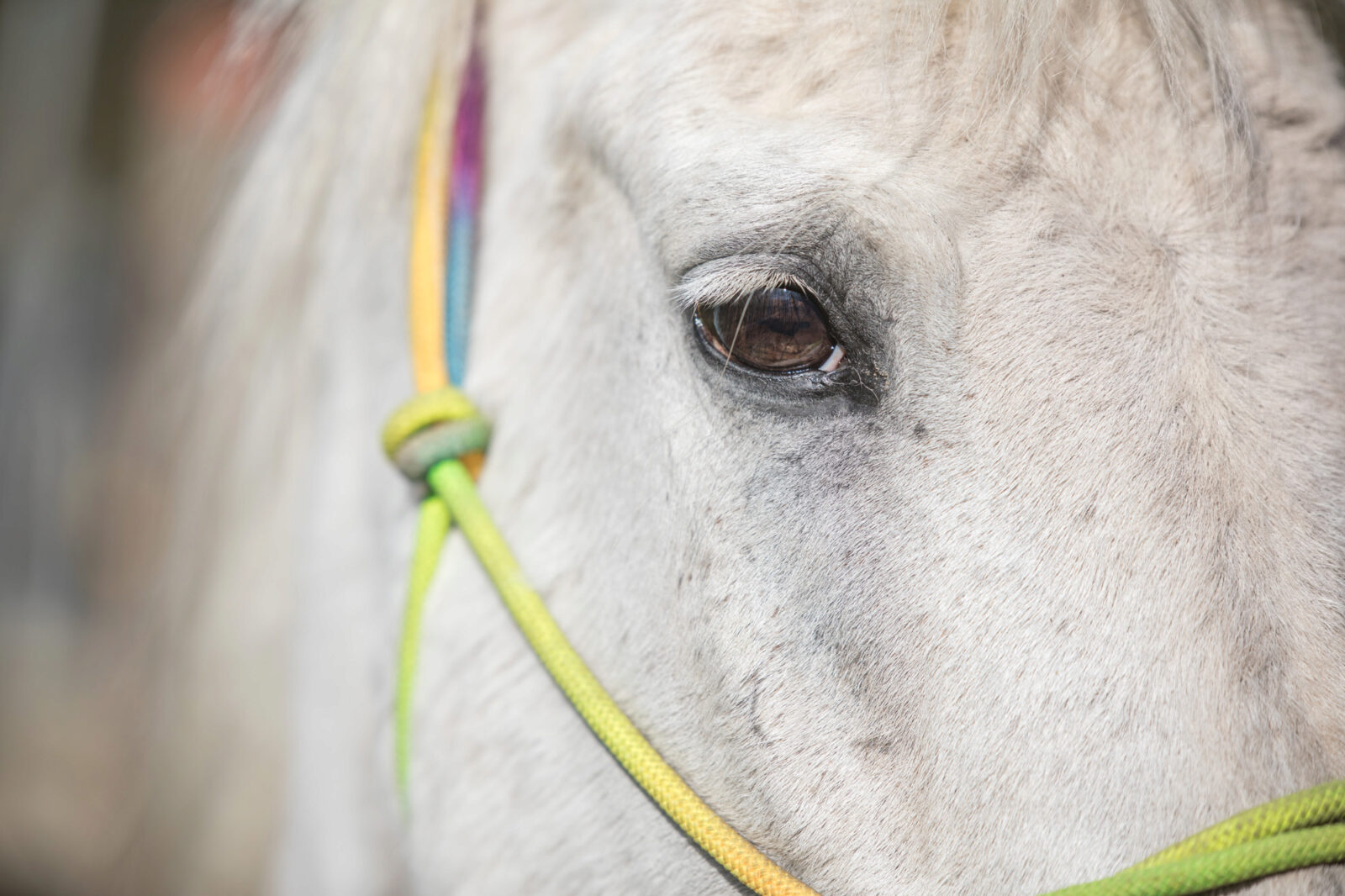 Dr. Barbara Weidinger - Für Kollegen