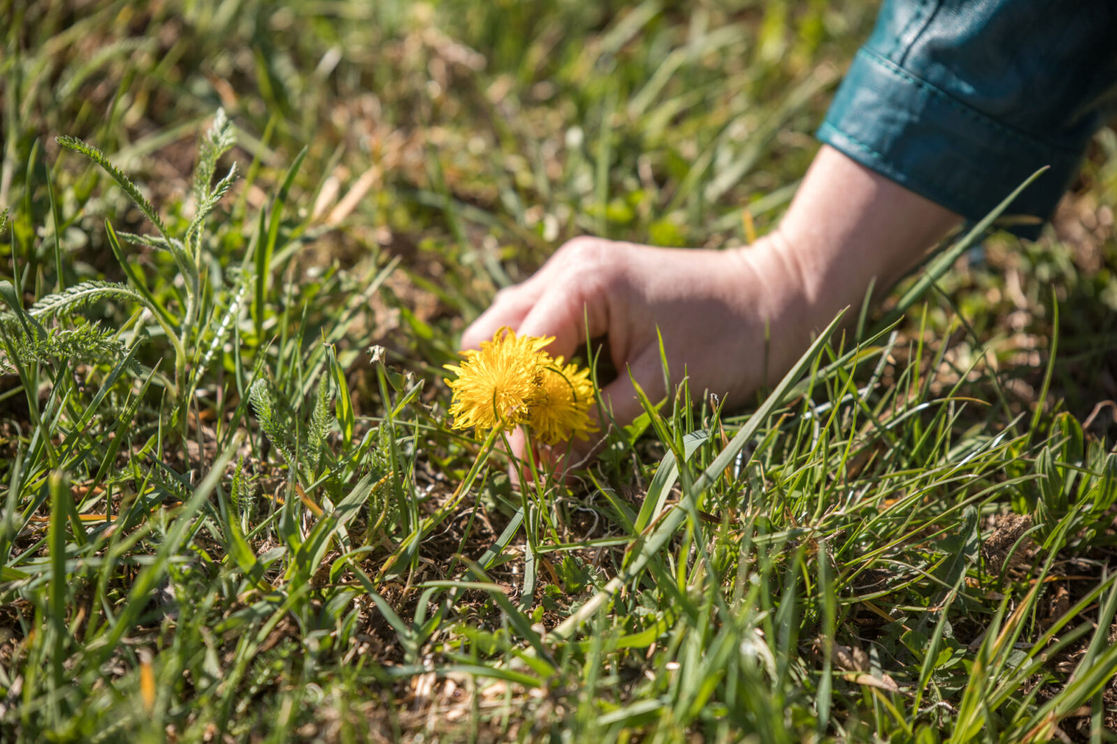 Dr. Barbara Weidinger - Dr. vet. Barbara Weidinger